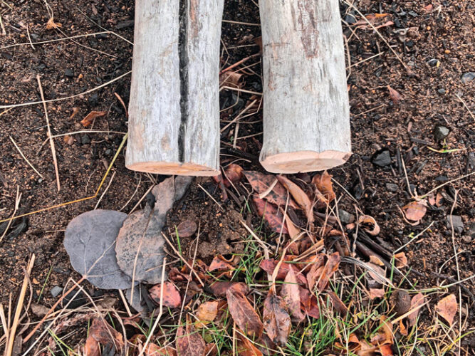 Worm Grunting: How to Get Worms Out of the Ground - Grit